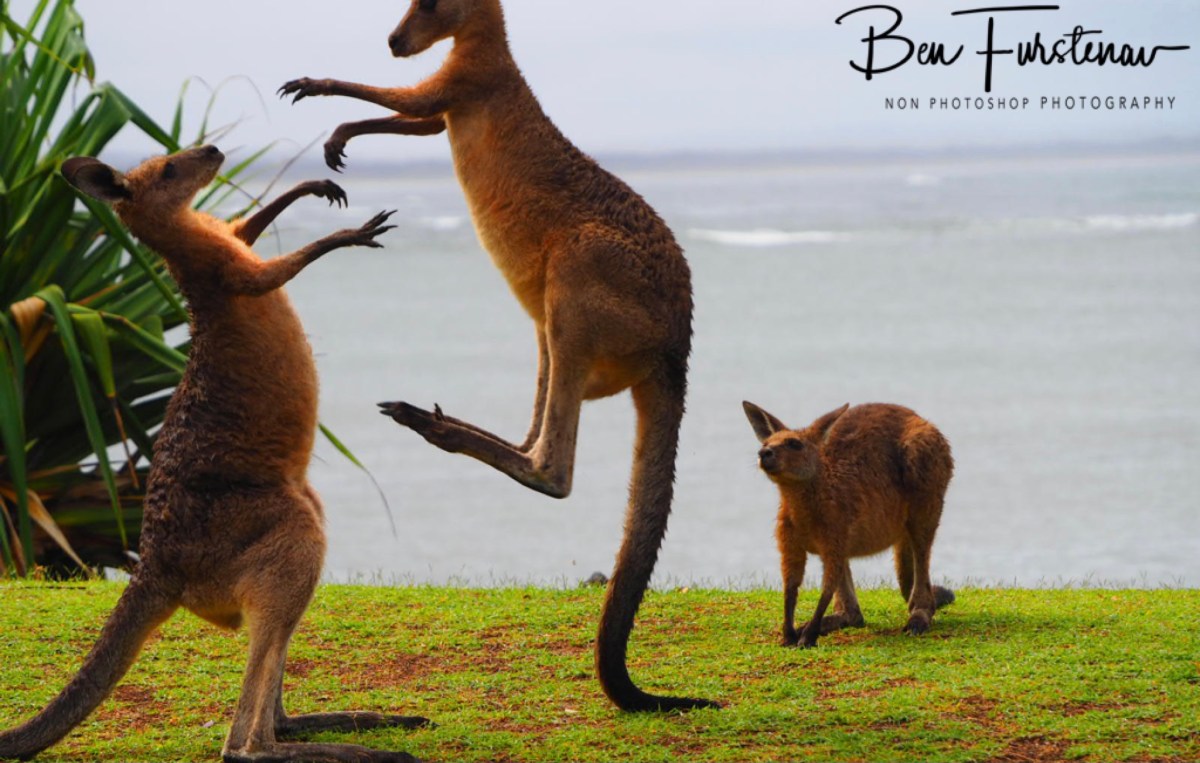 Kung-Fu Roo, Woody Head, Northern New South Wales, Australia – Travels ...