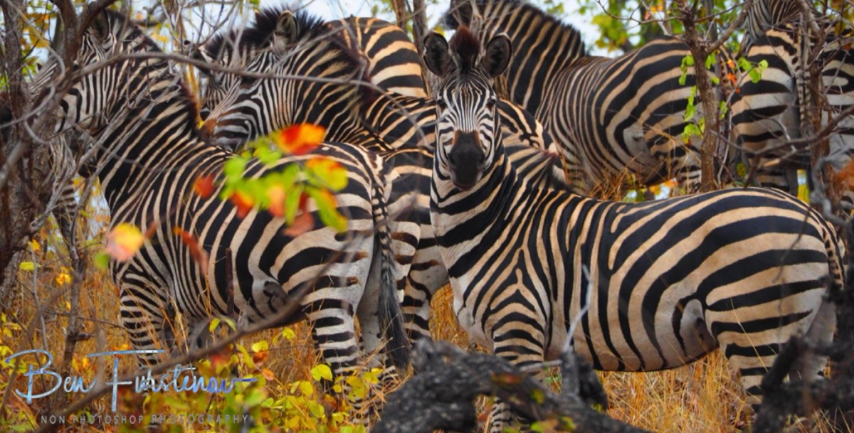 Kuifie in Africa; The Zebra Bet, Majete Wildlife Reserve, Malawi ...
