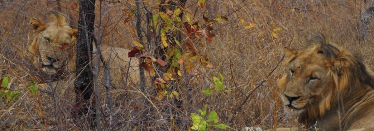 Kuifie in Africa; What on Earh?, Majete Wildlife Reserve, Malawi ...